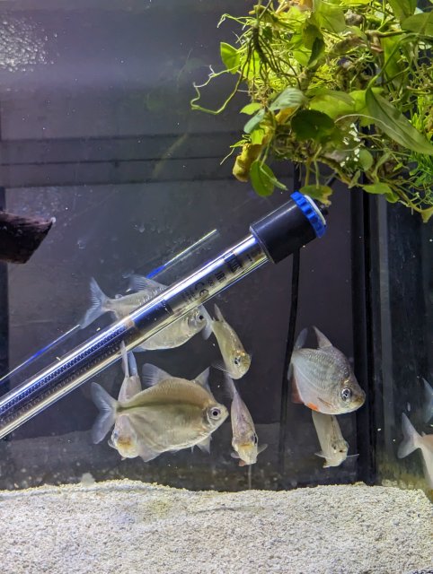 For Sale - Tetragonopterus Argenteus, Hemiodus Gracilis ...