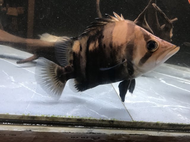 For Sale - 7 inch Datnoid | MonsterFishKeepers.com