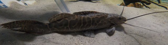 For Sale - Rock Bacu, Yareli Goonch, Florida Gar, Fahaka Puffer ...