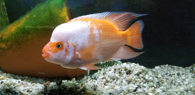 Amphilophus Citrinellus Creamcicle midas. Overnight nuchal hump ...