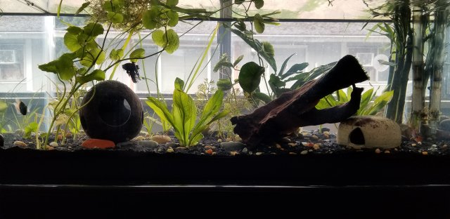 male betta tank size | MonsterFishKeepers.com