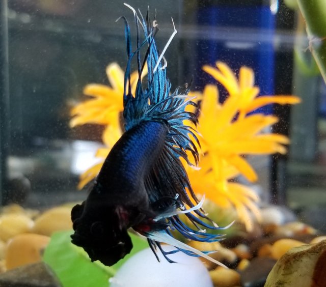 male betta tank size | MonsterFishKeepers.com