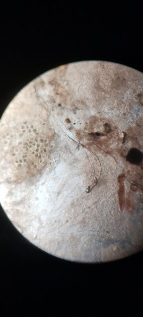 Aquatic Parasite Identification. | MonsterFishKeepers.com