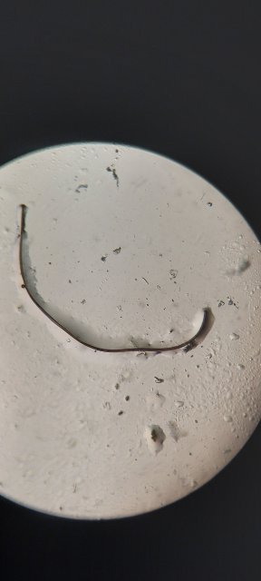 Aquatic Parasite Identification. | MonsterFishKeepers.com