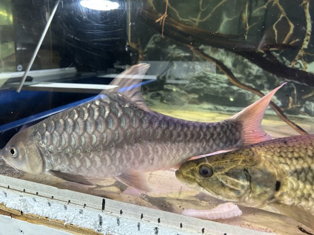 For Sale - Red mahseer | MonsterFishKeepers.com