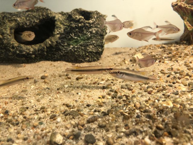 Dwarf (?) pike cichlid Id and advice please | MonsterFishKeepers.com