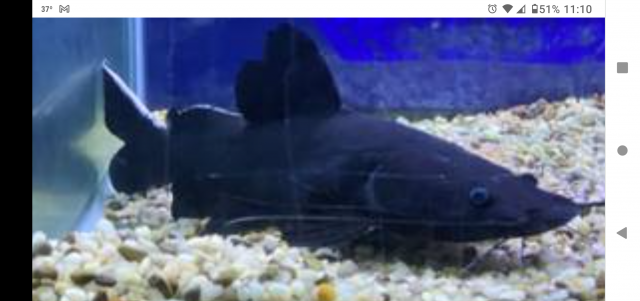 For Sale - Crystal eye catfish | MonsterFishKeepers.com