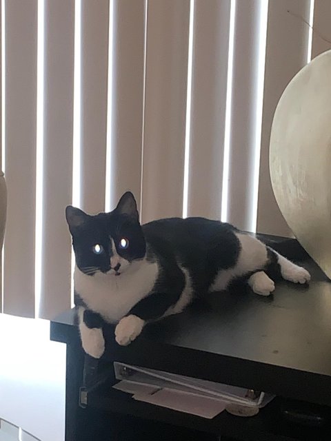 Phoenix The Cat | MonsterFishKeepers.com