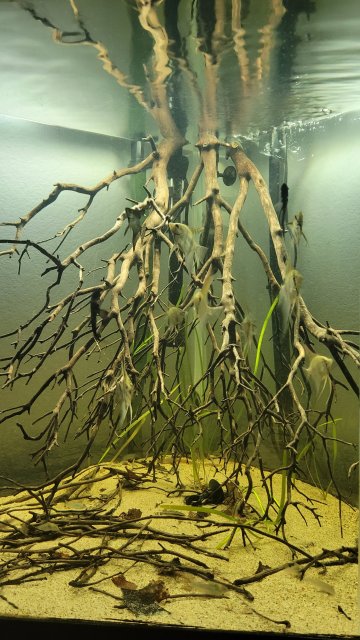 For Sale - 44 gallon pentagon aquarium | MonsterFishKeepers.com