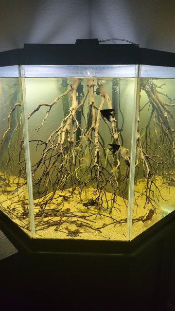 For Sale - 44 gallon pentagon aquarium | MonsterFishKeepers.com