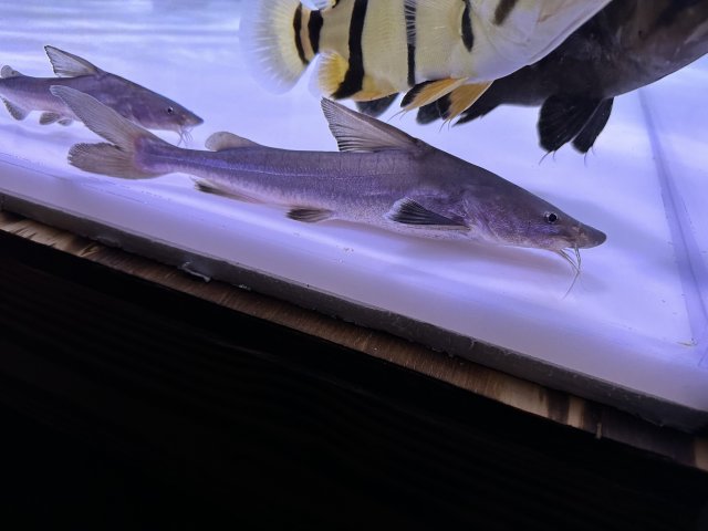 For Sale - Stormii catfish | MonsterFishKeepers.com