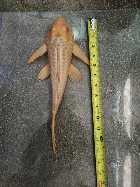 For Sale - 2 of 13 " Huge albino placo fish | MonsterFishKeepers.com