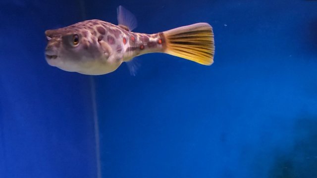 For Sale - 7" Cross River Puffer Pustulatus | MonsterFishKeepers.com