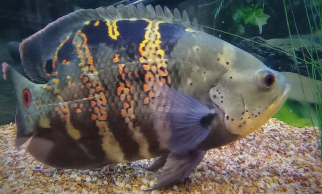 Bumblebee Oscar updates | MonsterFishKeepers.com