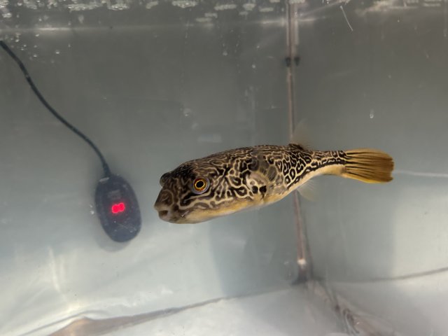 For Sale - Mbu puffer | MonsterFishKeepers.com
