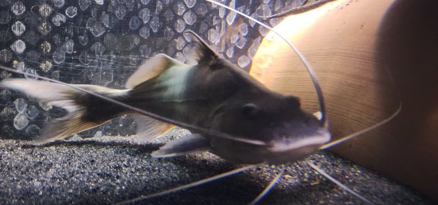 Catfish ID | MonsterFishKeepers.com