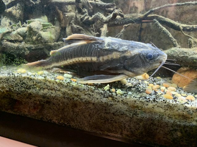 Striped Raphael Catfish Tank Mates
