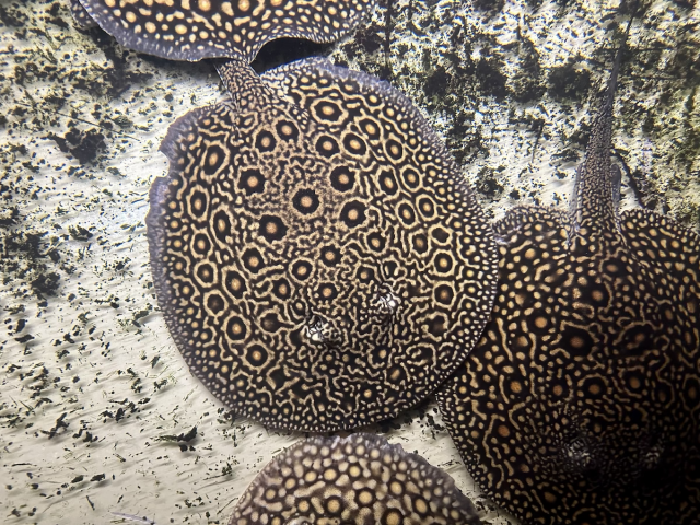 For Sale - Mini Marble Motoros Stingrays | MonsterFishKeepers.com