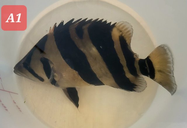 For Sale - 3 Bar Datnoid 100% Stable | MonsterFishKeepers.com