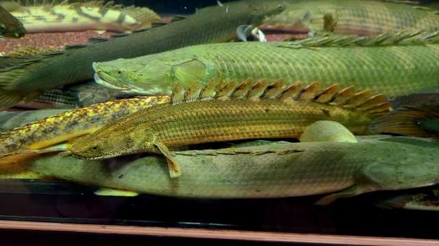 Natural breeding of Polypterus bichir lapradei succeed ...