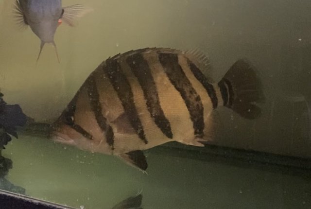 For Sale - 4bar Sumatra Datnoid | MonsterFishKeepers.com