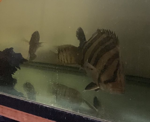 For Sale - 4bar Sumatra Datnoid | MonsterFishKeepers.com