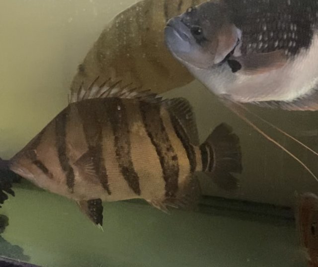 For Sale - 4bar Sumatra Datnoid | MonsterFishKeepers.com