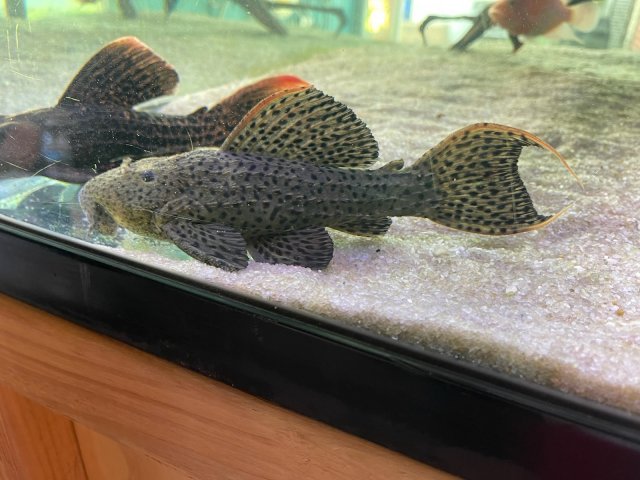 For Sale - L160 pleco | MonsterFishKeepers.com