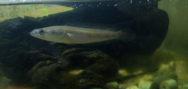 Channa Marulioides 'Red' | MonsterFishKeepers.com