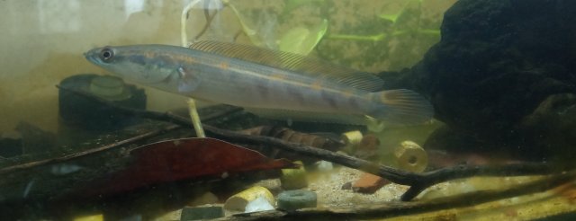 Channa Marulioides 'Red' | MonsterFishKeepers.com