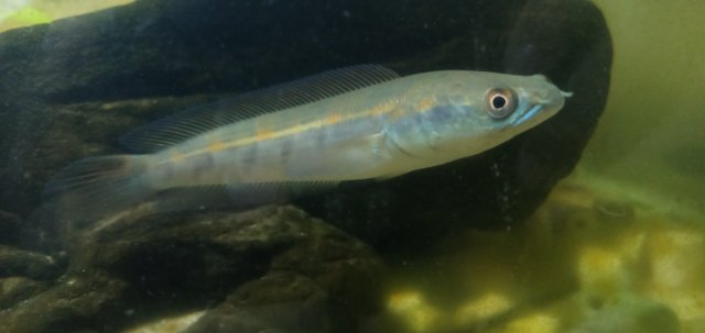 Channa Marulioides 'Red' | MonsterFishKeepers.com