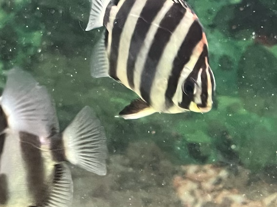 For Sale - African Tiger Scat | MonsterFishKeepers.com