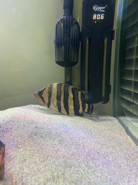 For Sale - 4 Bar Datnoid | MonsterFishKeepers.com