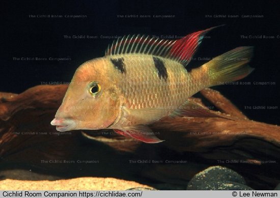 Dream fish | MonsterFishKeepers.com