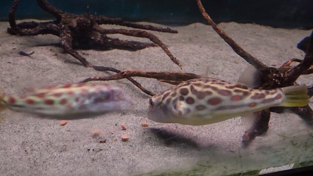 For Sale - 7" Cross River Puffer Pustulatus | MonsterFishKeepers.com