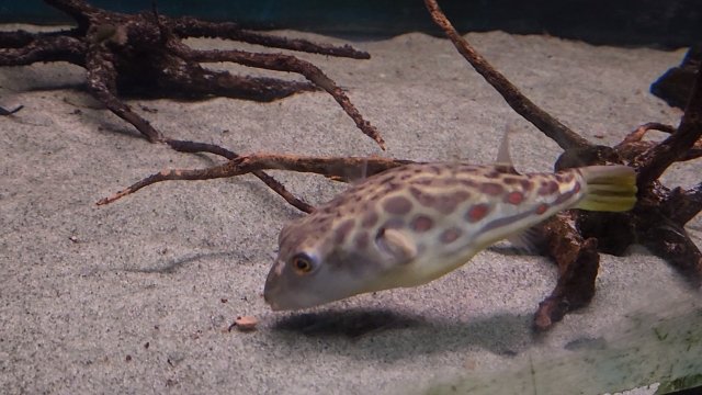 For Sale - 7" Cross River Puffer Pustulatus | MonsterFishKeepers.com