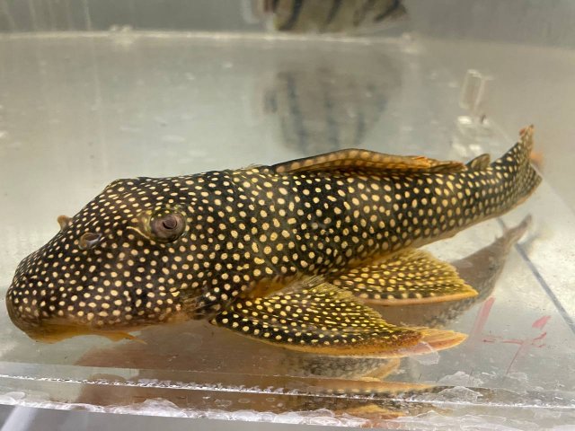 For Sale - Sunshine Pleco (L014) | MonsterFishKeepers.com