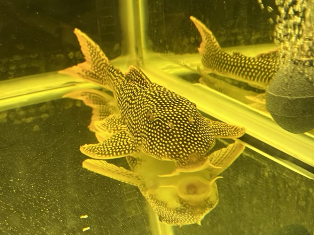 For Sale - 11 inch Sunshine pleco L014 | MonsterFishKeepers.com