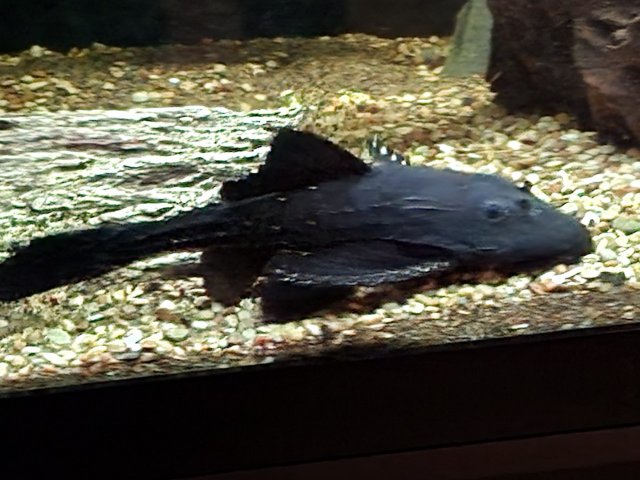 For Sale - Adonis Pleco | MonsterFishKeepers.com