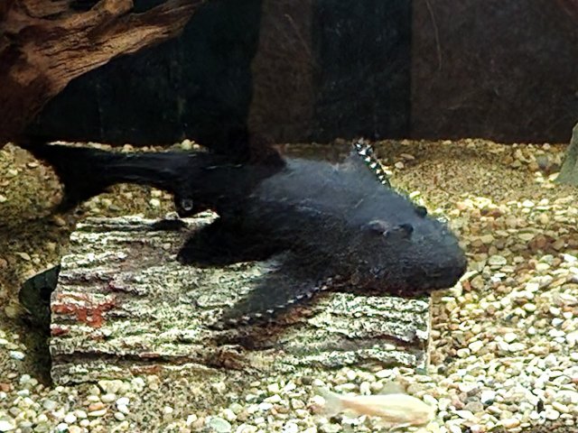 For Sale - Adonis Pleco | MonsterFishKeepers.com