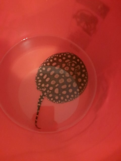 For Sale - Male SWC x Stingray | MonsterFishKeepers.com