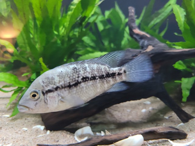 Nandopsis Haitiensis | MonsterFishKeepers.com