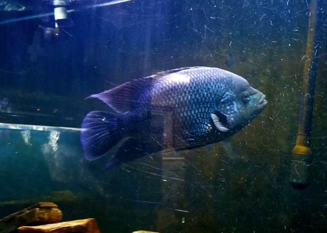 For Sale - Amphilophus chancho | MonsterFishKeepers.com