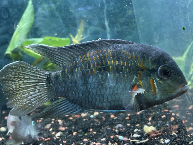 For Sale - Krobia xinguensis | MonsterFishKeepers.com