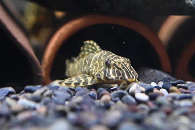 For Sale - L134 Leopard Frog plecos | MonsterFishKeepers.com