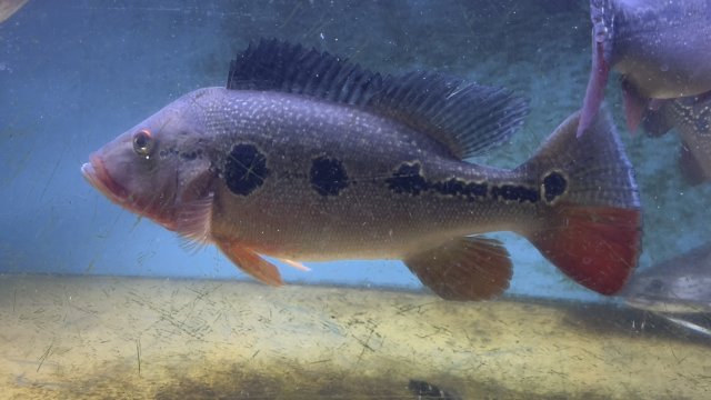 For Sale - Fogo bass | MonsterFishKeepers.com
