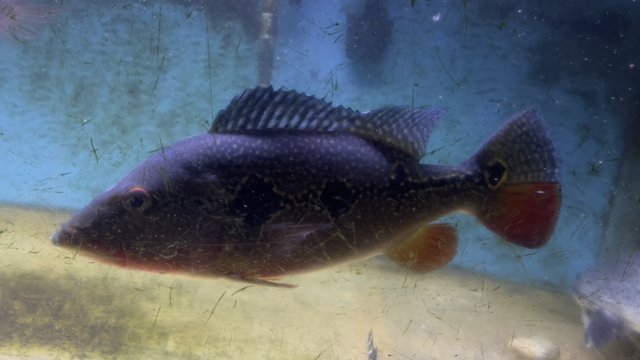 For Sale - Fogo bass | MonsterFishKeepers.com