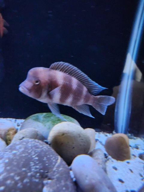 Red Frontosa Cichlid