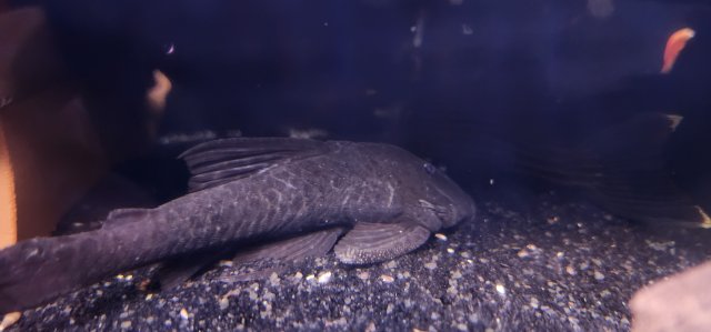 For Sale - L350 Imperial Pleco | MonsterFishKeepers.com