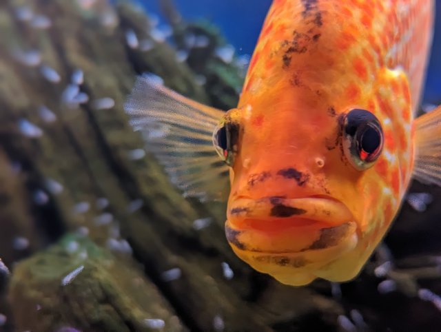 For Sale - Xanthic / Orange Managuense Hybrids | MonsterFishKeepers.com